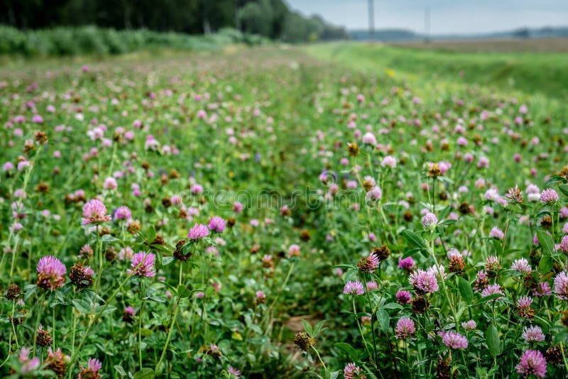 Red Clover Growing in Field Stock Photo - Image of beauty, season ...