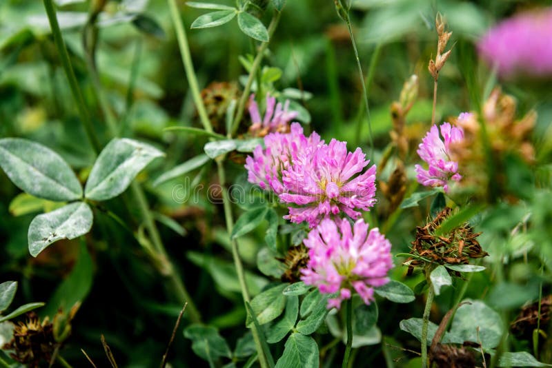 Red Clover Growing in Field Stock Image - Image of green, flowers ...
