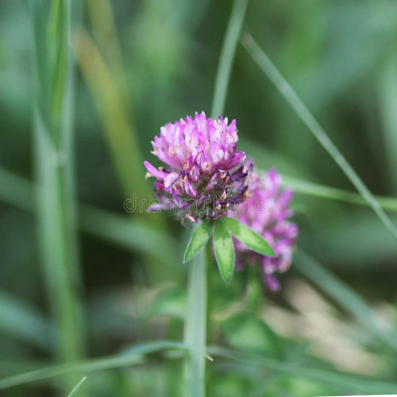Red clover stock image. Image of close, closeup, clover - 94573699