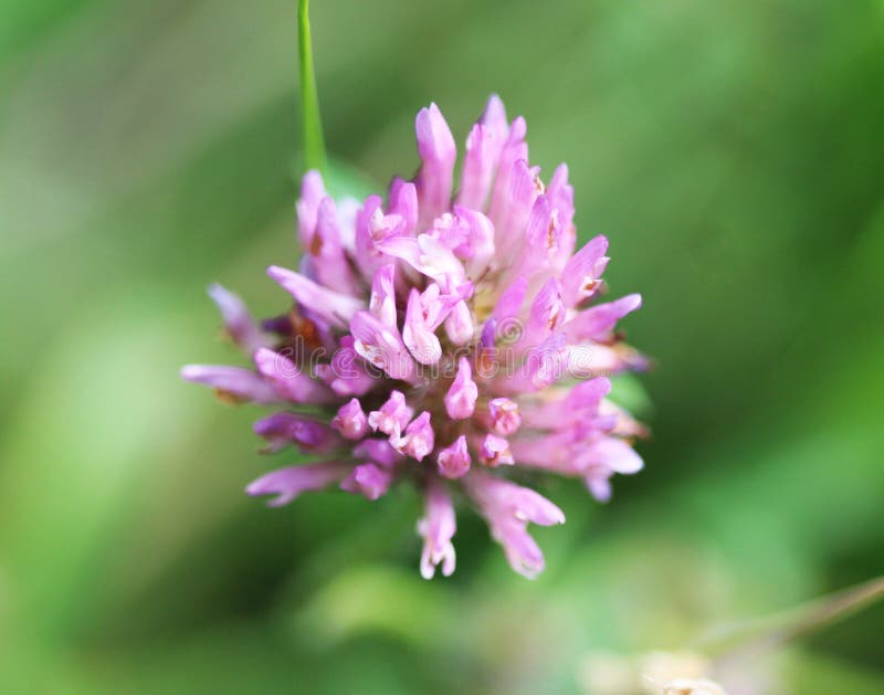 Red clover stock image. Image of grass, bloom, bouquet - 95722367
