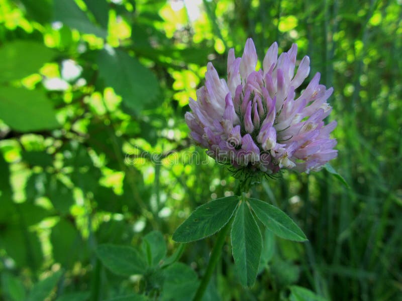 The Red Clover Grows on a Meadow Stock Image - Image of blossom, plant ...