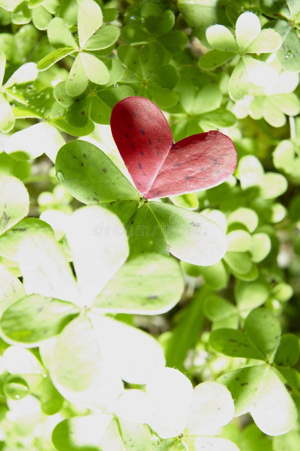 Natural heart stock image. Image of clover, nature, leaf - 10040797