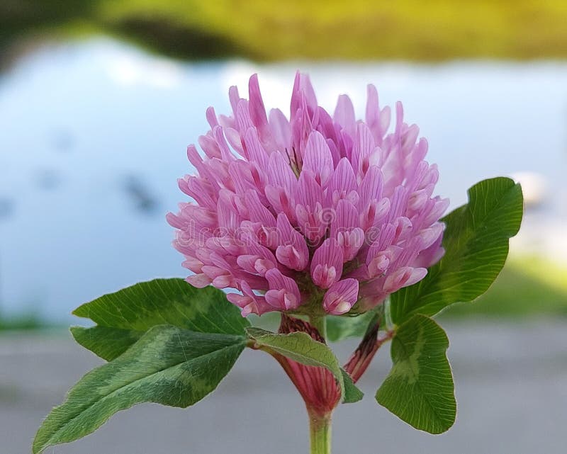 Red clover stock image. Image of meadow, nectar, flowering - 268416863
