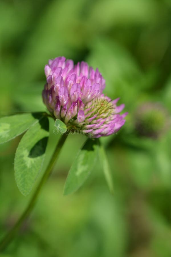 Red clover stock photo. Image of plant, clover, close - 120107032