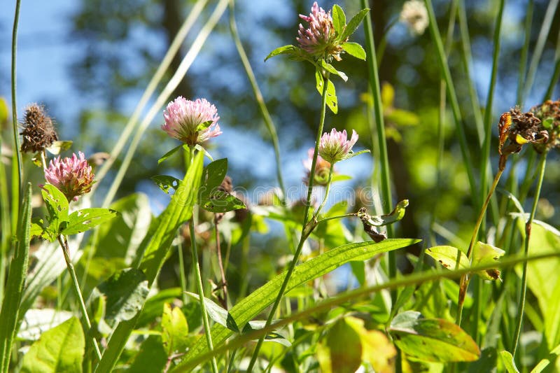 Red clover in meadow stock image. Image of excursion, blue - 2864245
