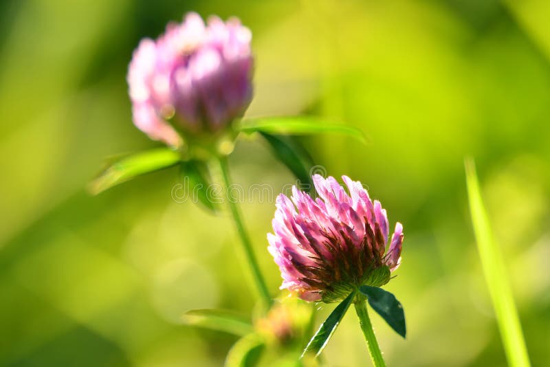 Red Clover, Medicinal Plant with Fower Stock Image - Image of blurred ...