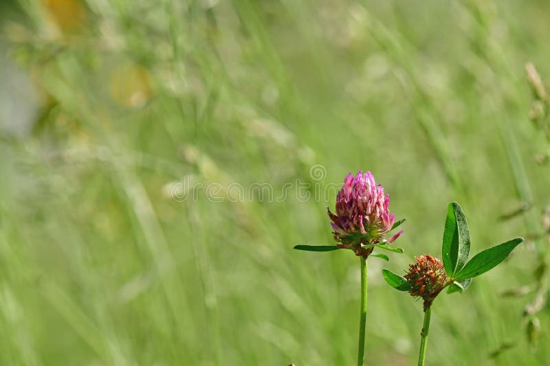 Red Clover, Medicinal Plant,Trifolium Pratense Stock Image - Image of ...