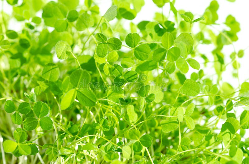 Red Clover Microgreens, Trifolium Pratense, through Bright Sunlight ...