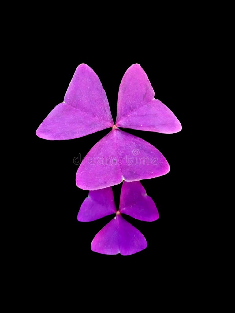 Oxalis Triangularis Stock Illustrations – 90 Oxalis Triangularis Stock ...