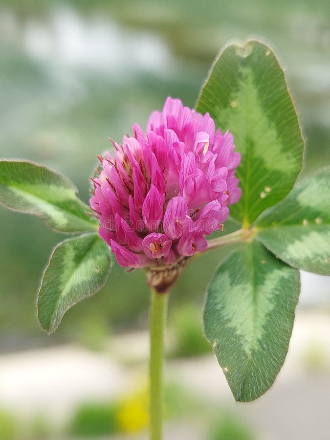 Red clover stock image. Image of wildflower, herbaceous - 248478821