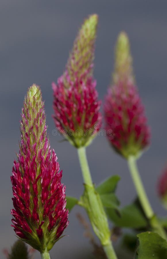 Red clover in spring stock image. Image of three, spring - 90364333
