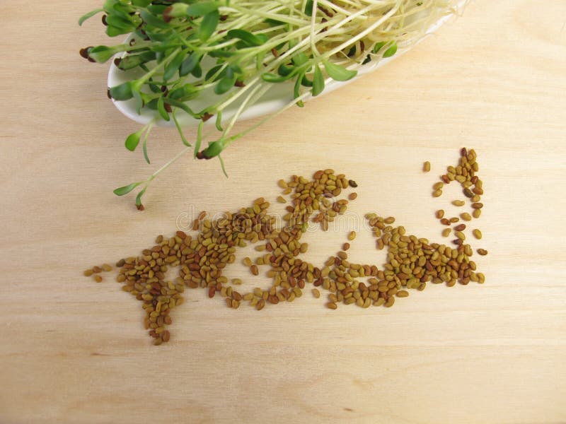 Red Clover Sprouts and Seeds Stock Photo - Image of sprouts, sprouting ...