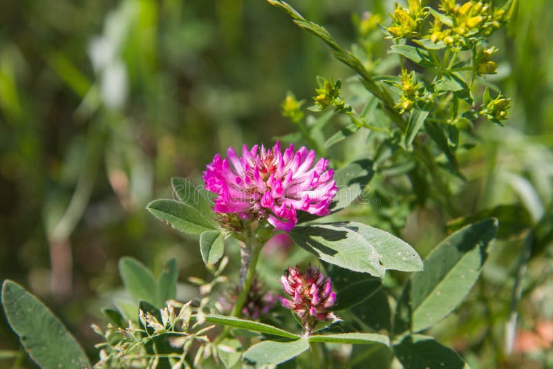 The Red Clover stock image. Image of stem, plant, field - 94821143