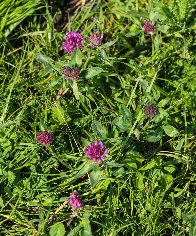 Red Clover (Trifolium Pratense) Blooming in Spring Stock Photo - Image ...