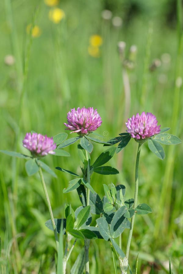 Clover (Genus Trifolium) on a Forage Meadow. Stock Photo - Image of ...