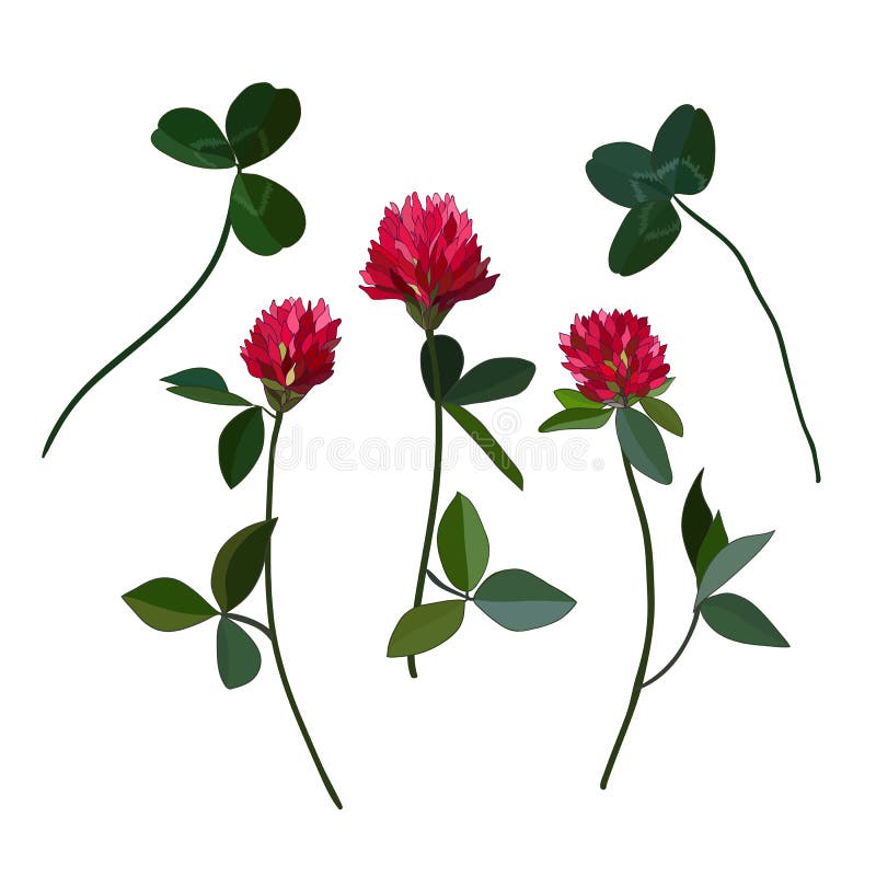 Red cloveres stock vector. Illustration of green, plant - 51409308