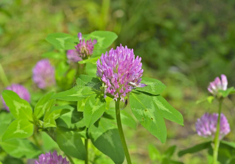 Red clower 6 stock image. Image of natural, petals, close - 44020241
