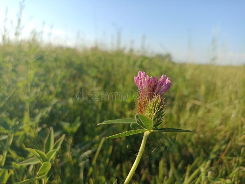 Red Clower in the Field. Close Up Stock Image - Image of field, garden ...