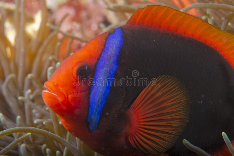 Red Clown fish stock image. Image of beauty, crystal - 32366493