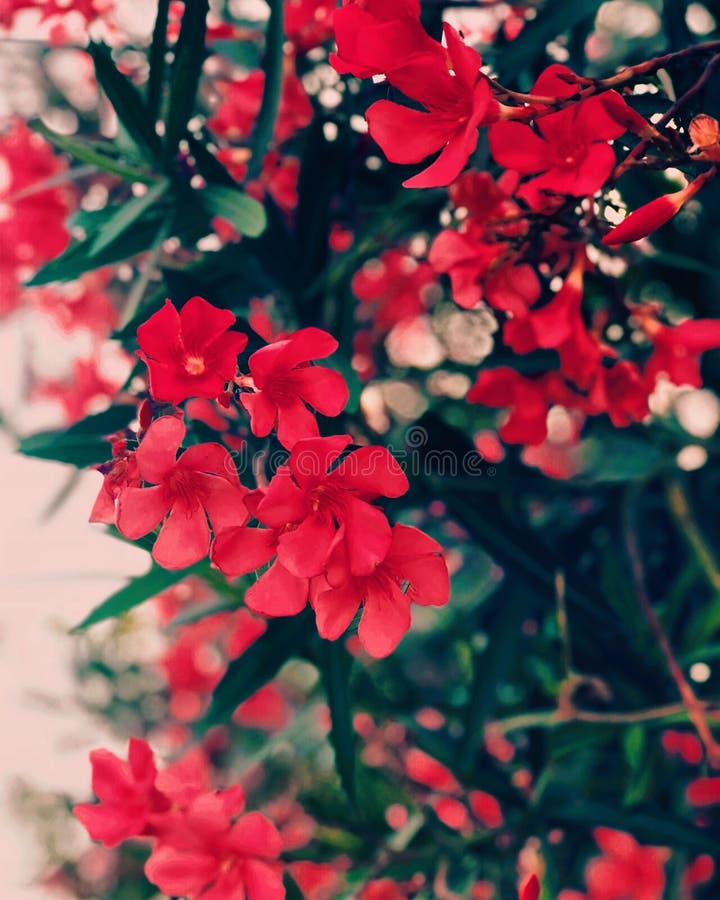 Red Cluster Flowers With Green Leaves Picture. Image: 112669724