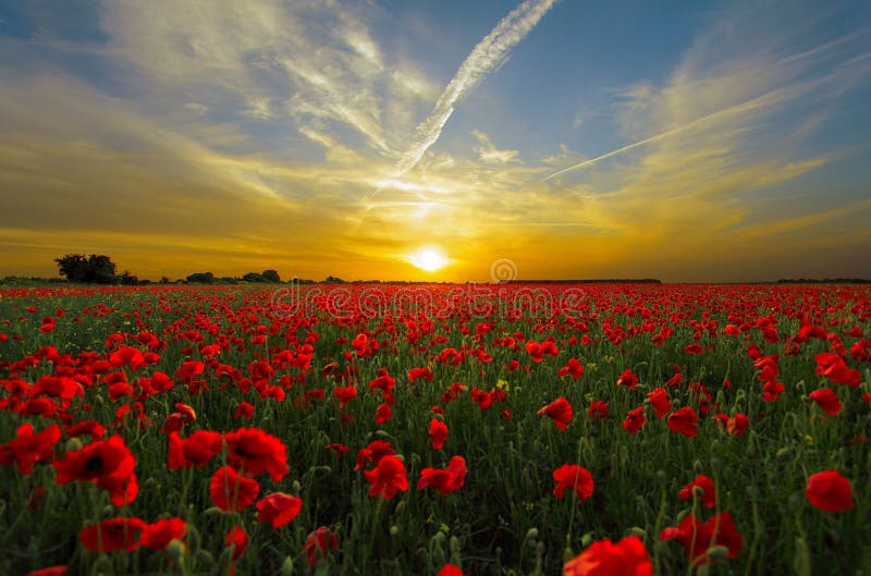 Red Cluster Petal Flower Field During Sunset Stock Photo - Image of ...