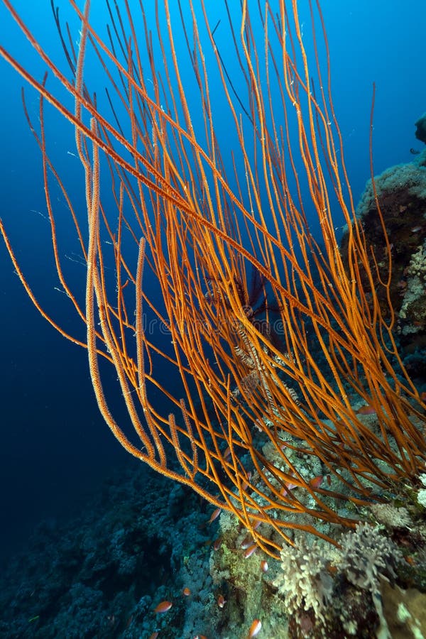 Red Cluster Whip and Tropical Reef in the Red Sea. Stock Photo - Image ...