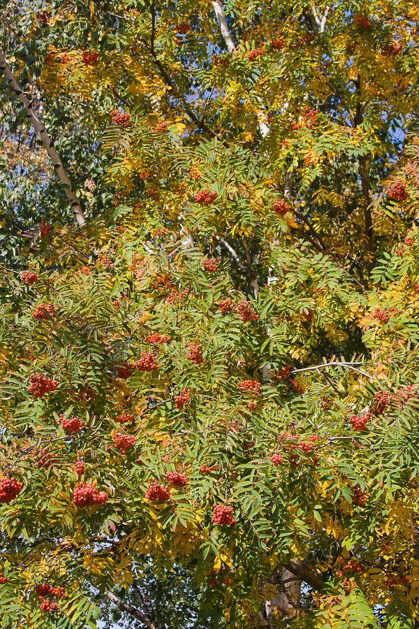 Red Clusters of Wild Ash on a Tree Stock Photo - Image of varicoloured ...