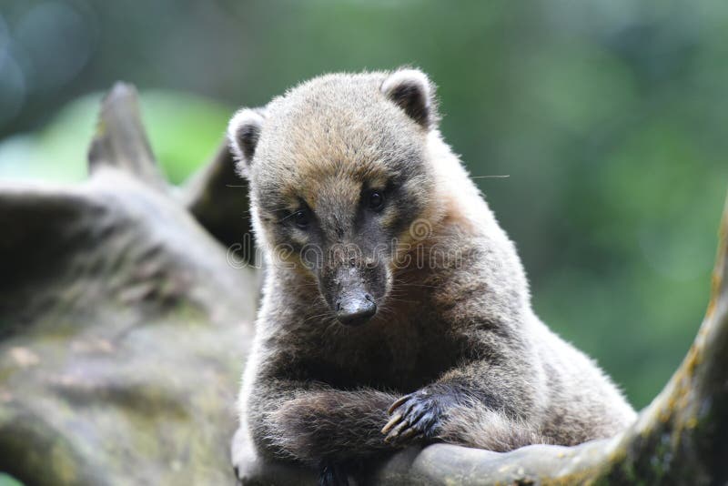 Red coati stock photo. Image of wild, portrait, park - 90106364