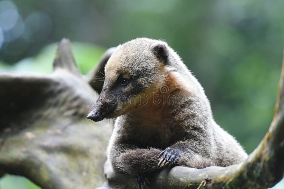 Red coati stock photo. Image of wild, portrait, park - 90106364