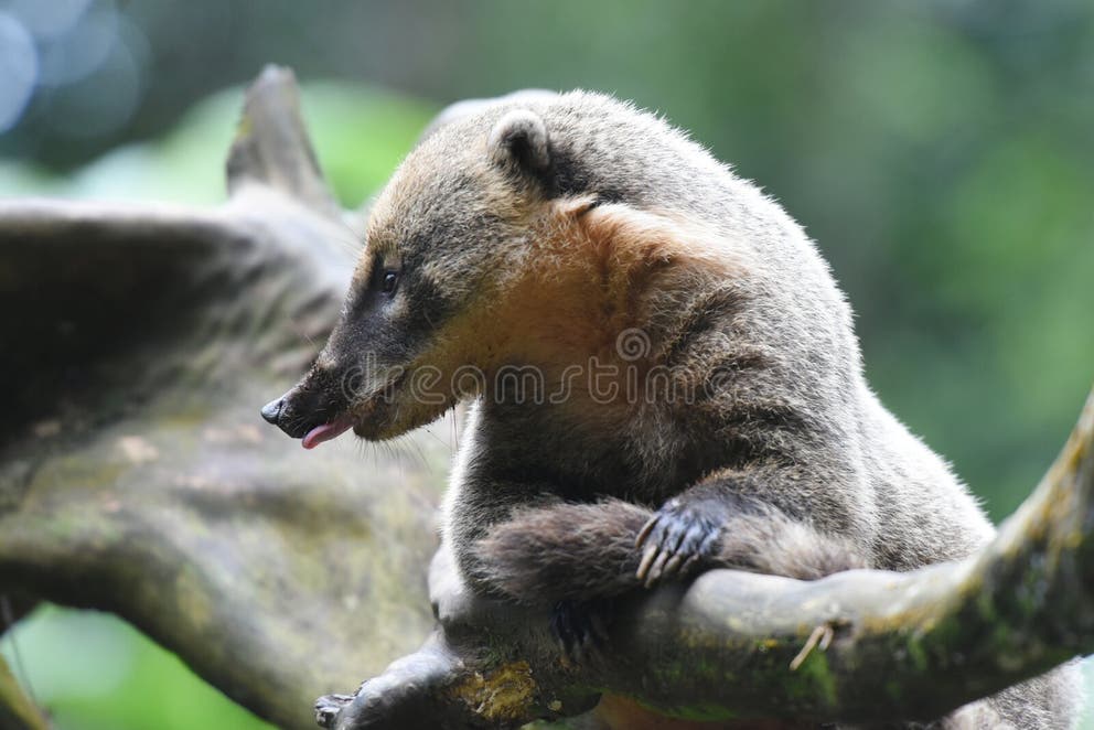 Red coati stock photo. Image of tail, park, beautiful - 90106710
