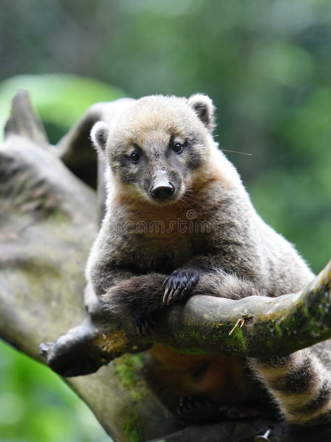 Red coati stock photo. Image of park, tree, tail, wild - 90106840