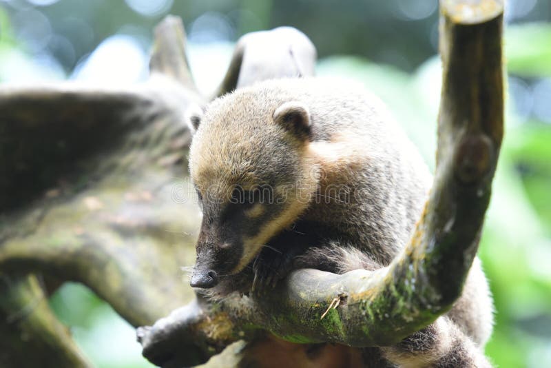 Red coati stock photo. Image of park, tree, coati, tail - 90106880