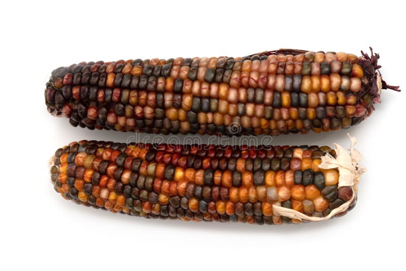 Red Cob Corn on White Background Stock Image - Image of autumn ...