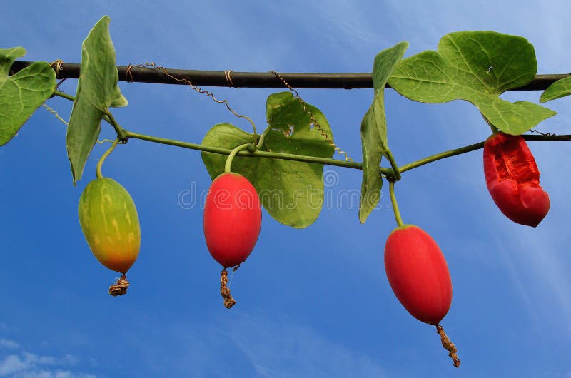 Red Coccinia Grandis Fruit Hanging on a Tree Branch in the Garden Stock ...