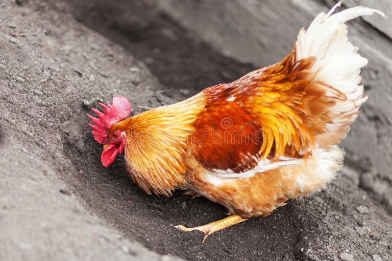 Rooster Standing on One Leg Stock Image - Image of foot, colourful ...