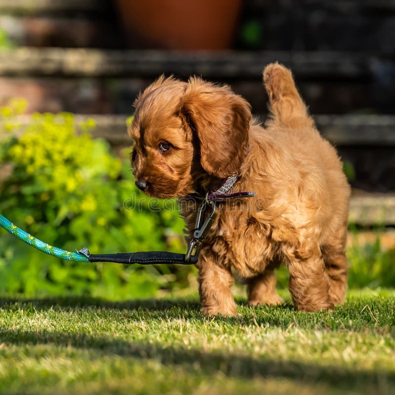 Red Cockapoo Puppy First Walks in Garden Stock Image - Image of canine ...