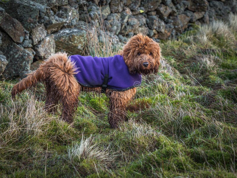 Red Cockapoo Puppy Lying Down In Garden Stock Photo - Image of canine ...