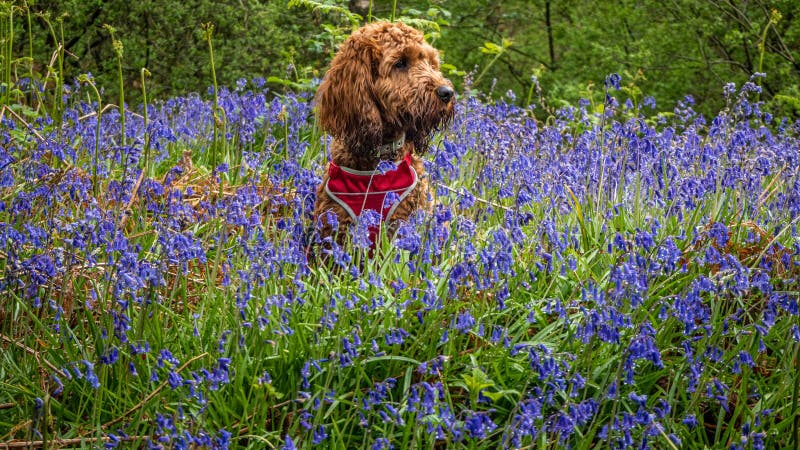 Cockapoo Sitting in a Patch of White Trilliums Stock Photo - Image of ...