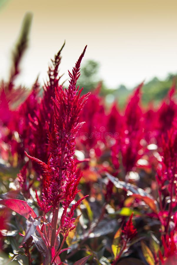Red Cockcomb Flower in the Garden Stock Image - Image of garden, color ...