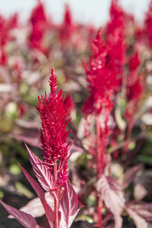 Red Cockcomb Flower in the Garden Stock Image - Image of garden, color ...