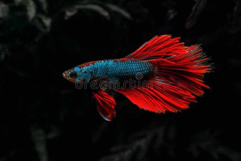Red Cockerel Fish Swimming in Water Stock Image - Image of moss ...