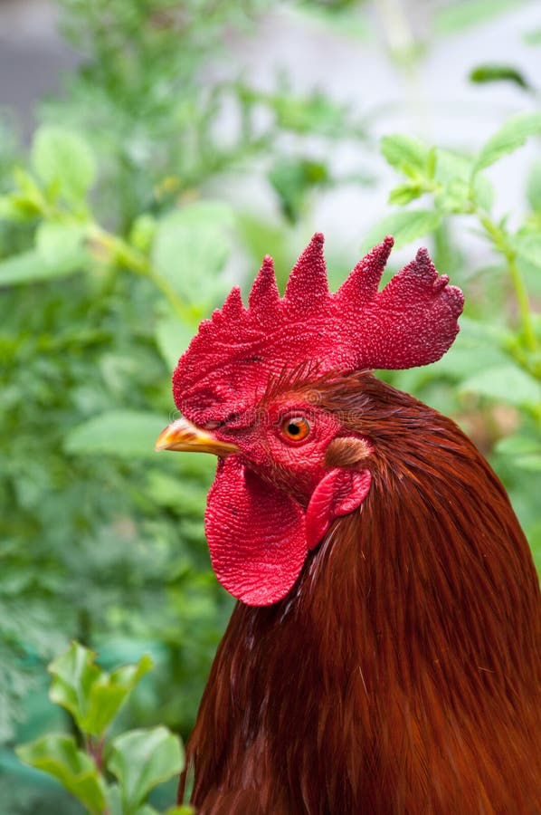 Red cockerel in profile stock image. Image of nature - 94938983