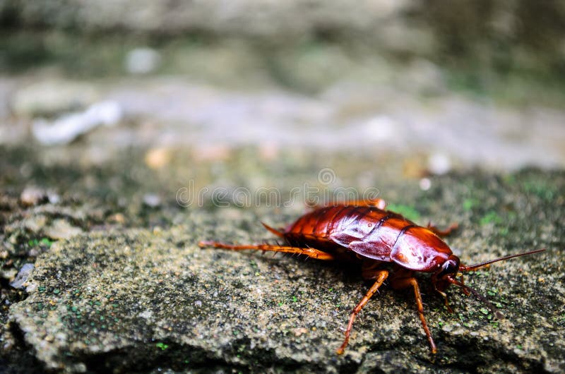 Red Cockroach stock image. Image of close, roach, insect - 56835993