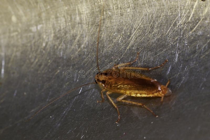Red Cockroach - Prusak, German Cockroach Stock Photo - Image of disease ...