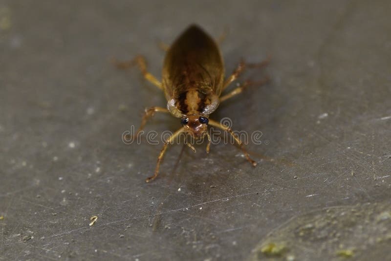 Red Cockroach - Prusak, German Cockroach Stock Image - Image of ...