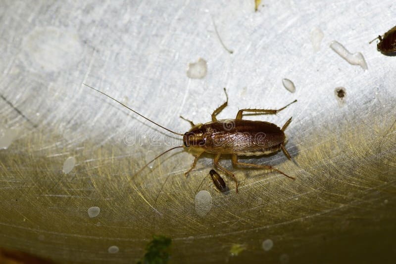 Red Cockroach - Prusak, German Cockroach Stock Photo - Image of dirty ...