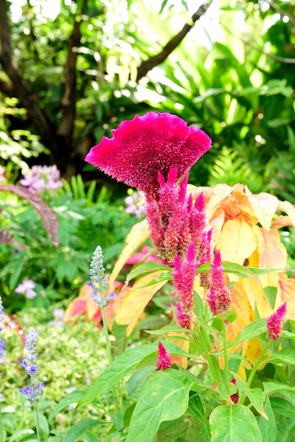 Red cockscomb stock photo. Image of food, edible, inflorescences - 77060556