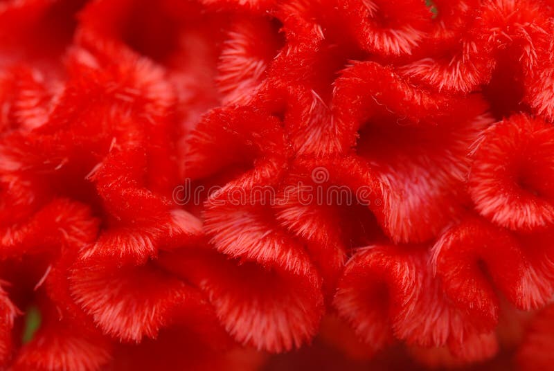 Cockscomb Flower (Celosia Cristata) Stock Image - Image of cristata ...