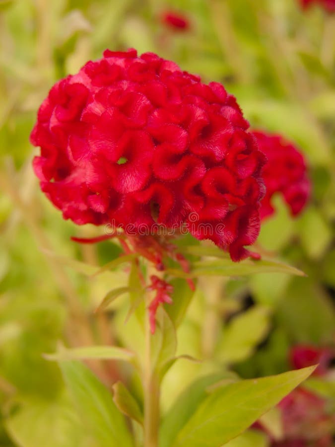 Red cockscomb flower. stock image. Image of natural, fresh - 27882975