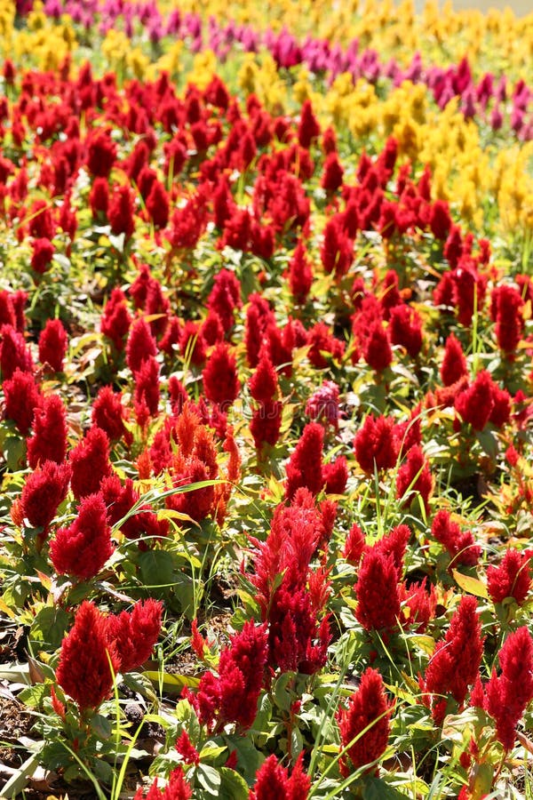 Red of Cockscomb Flower in Bloom Stock Photo - Image of landscape ...